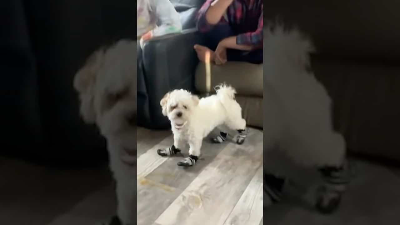 🥾 New Boots for Puppy named Booger 🤪
